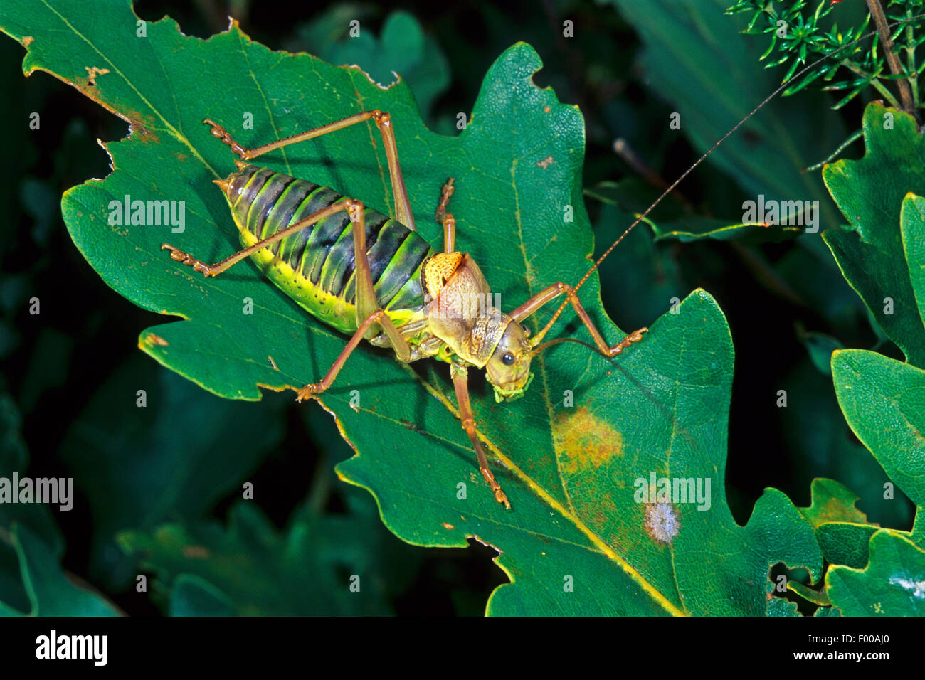 Ephippiger ephippiger grasshopper hi-res stock photography and images ...