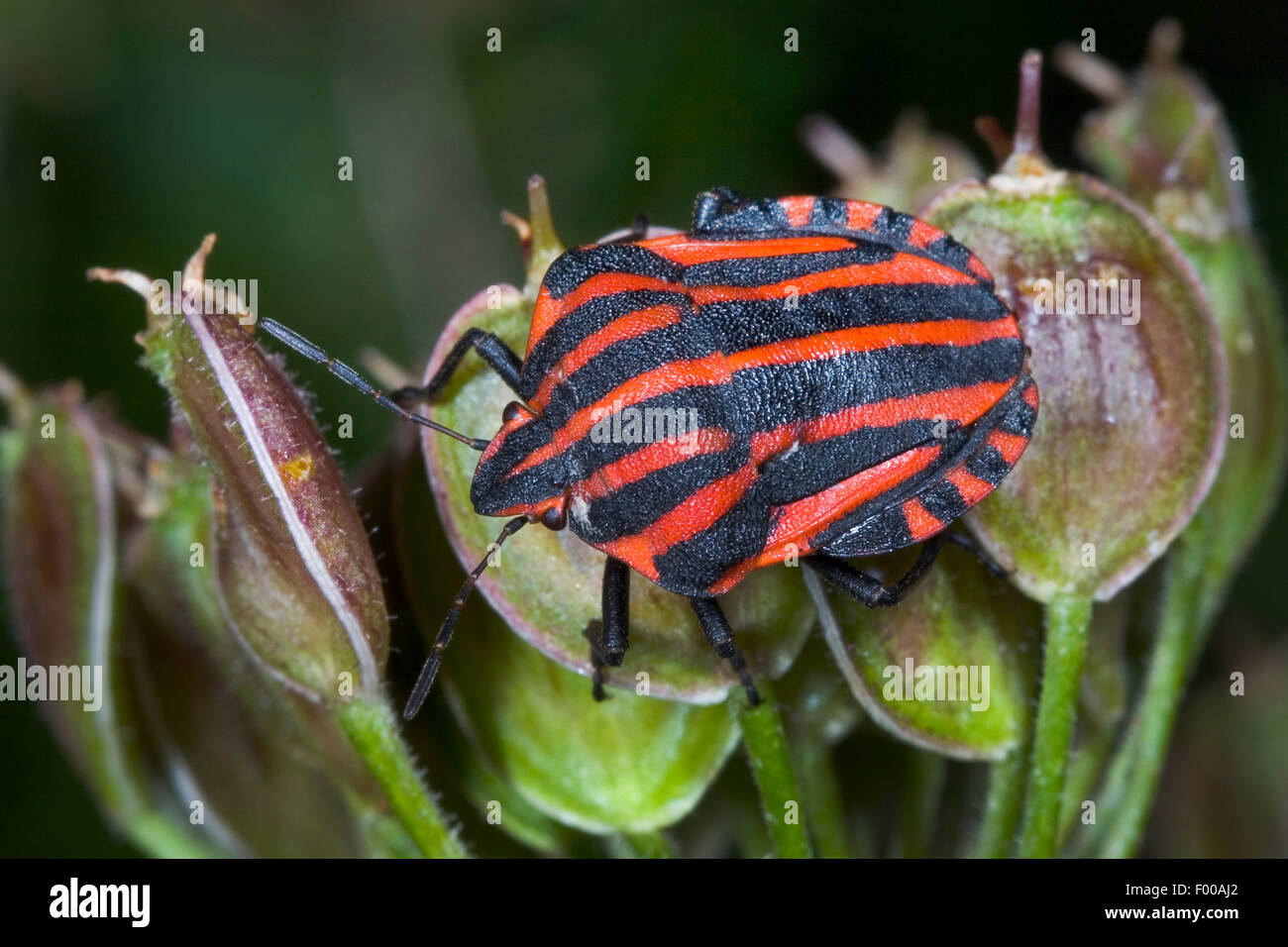 Italian Striped-Bug, Minstrel Bug (Graphosoma lineatum, Graphosoma ...