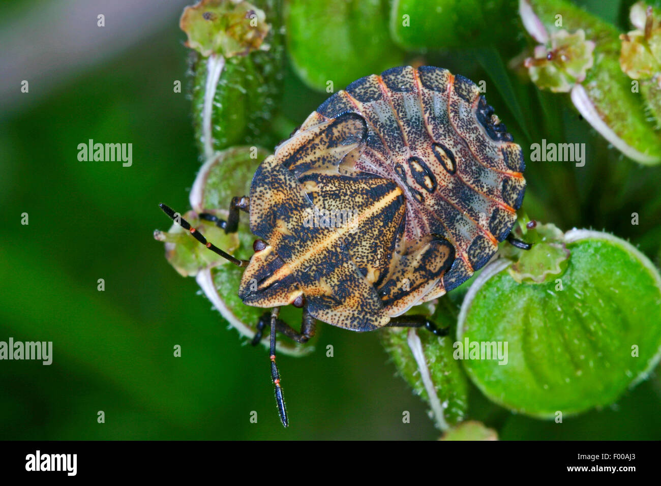 Striped bugs hi-res stock photography and images - Alamy