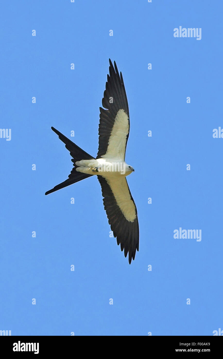 swallow-tailed kite (Elanoides forficatus), in flight in the blue sky ...