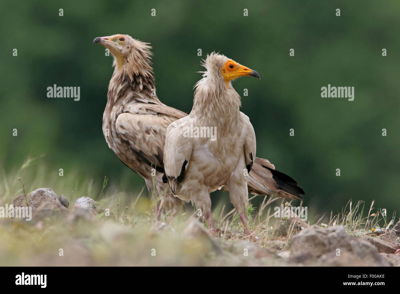 Egyptian vulture (Neophron percnopterus), adult and juvenile bird on ...