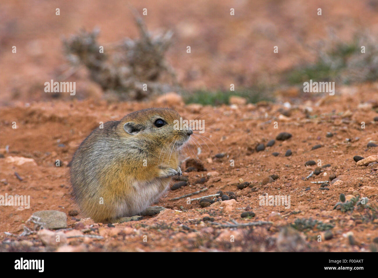 fat sand rat (Psammomys obesus), sitting on the ground, Algeria Stock ...