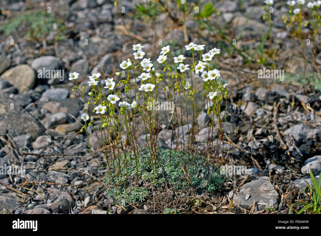 White mountain saxifrages hi-res stock photography and images - Alamy