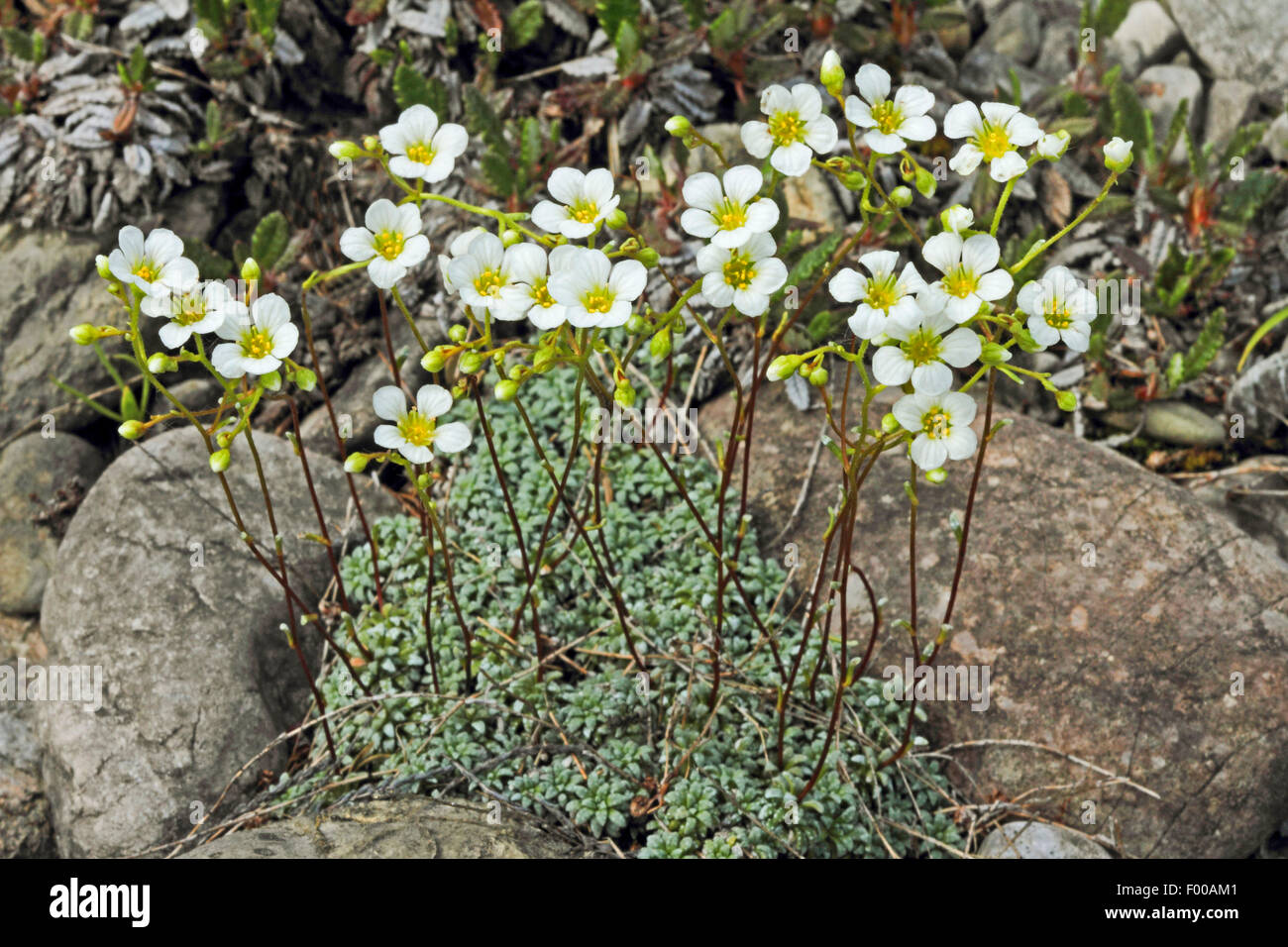 Blue saxifrage, Grey saxifrage (Saxifraga caesia), blooming, Germany ...