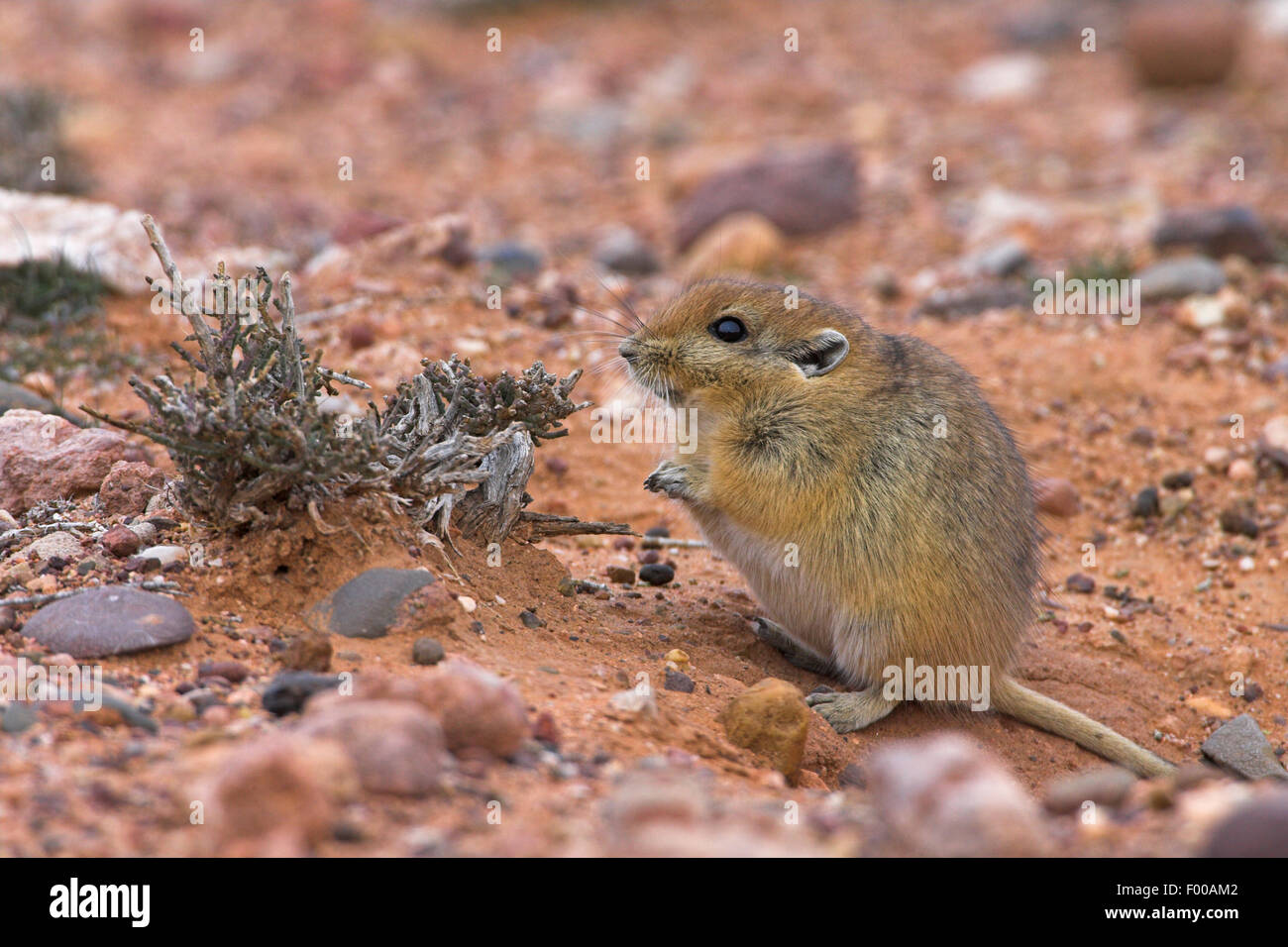 fat sand rat (Psammomys obesus), sitting on the ground, Algeria Stock ...
