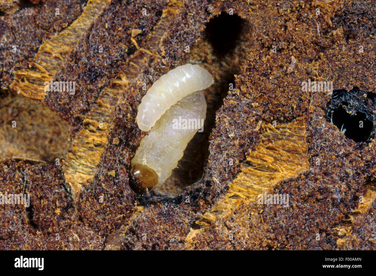 Spruce bark beetle, European Spruce Bark Beetle, Engraver beetle ...