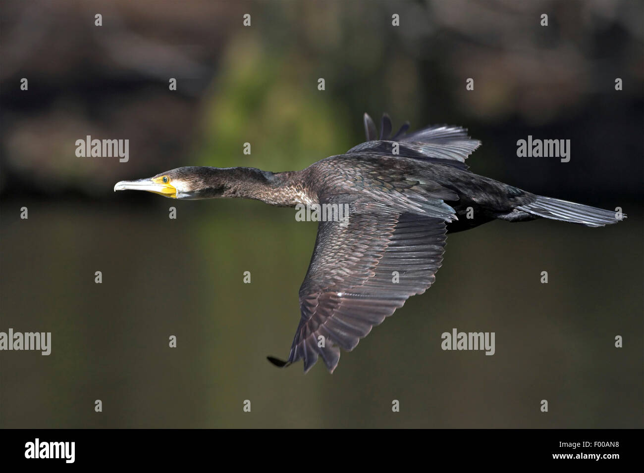Cormorant in flight hi-res stock photography and images - Alamy