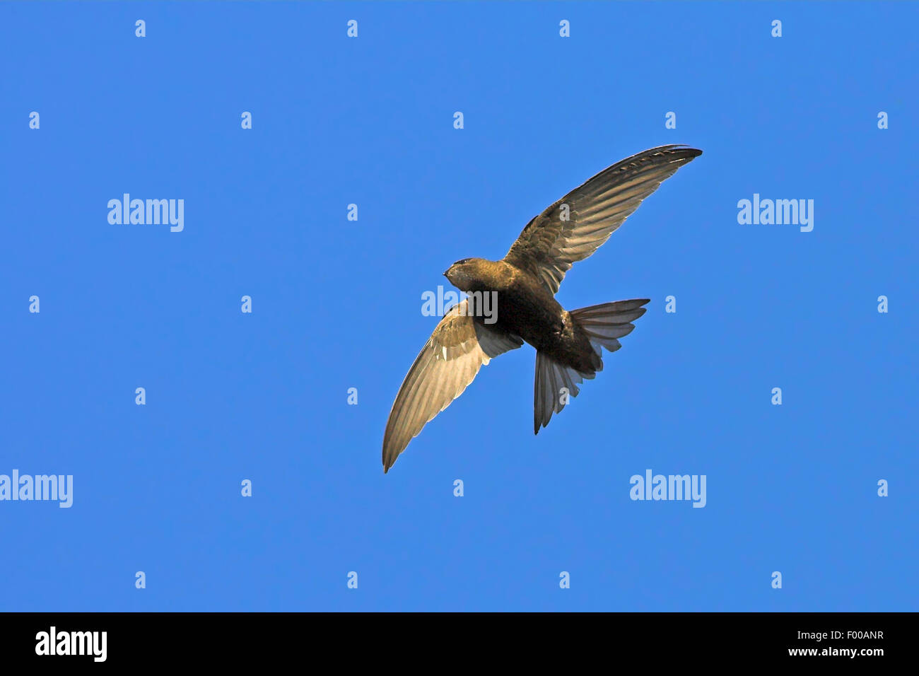 Eurasian swift (Apus apus), in flight in the blue sky , from below ...