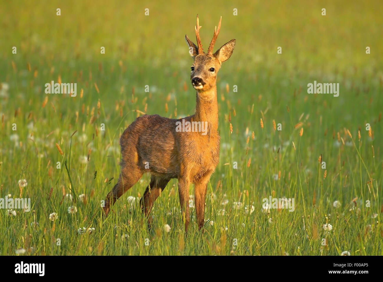 roe deer (Capreolus capreolus), roe buck in the morning in May, Germany ...