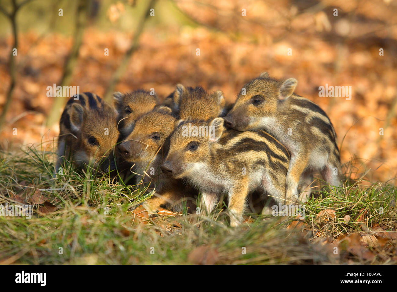 wild boar, pig, wild boar (Sus scrofa), piglets, Germany, North Rhine ...