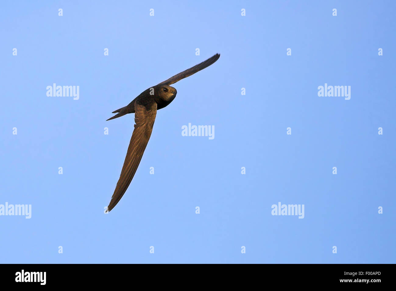 Swift bird in flight hi-res stock photography and images - Alamy