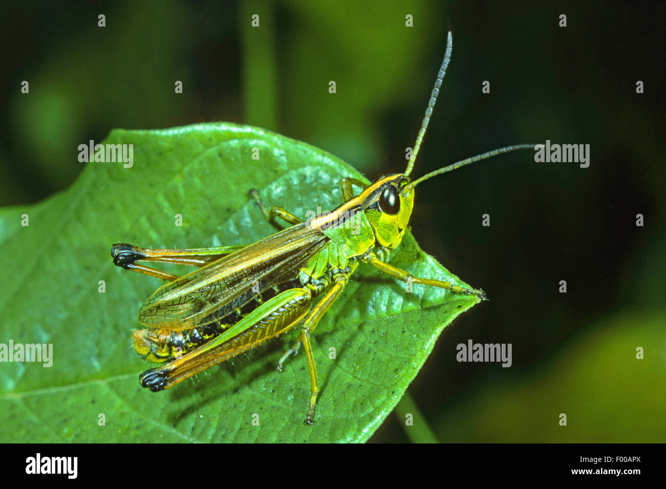 Marsh-meadow grasshopper, Less wetland grasshopper (Chorthippus ...