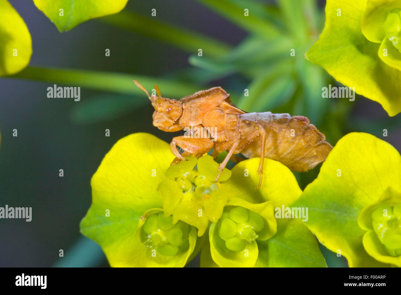 Ambush bug (Phymata crassipes), on flowering euphorbia, Germany Stock ...
