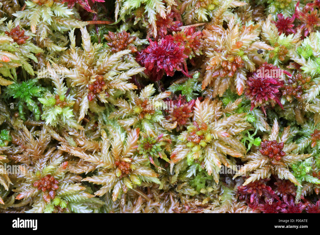 peat moss (Sphagnum spec.), Germany Stock Photo - Alamy