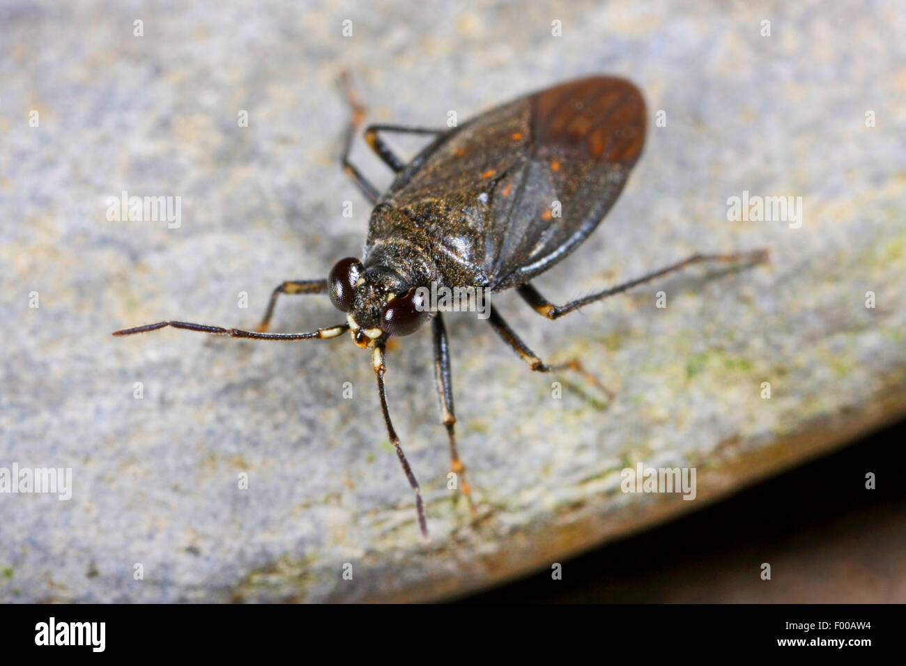 Shore bug hi-res stock photography and images - Alamy