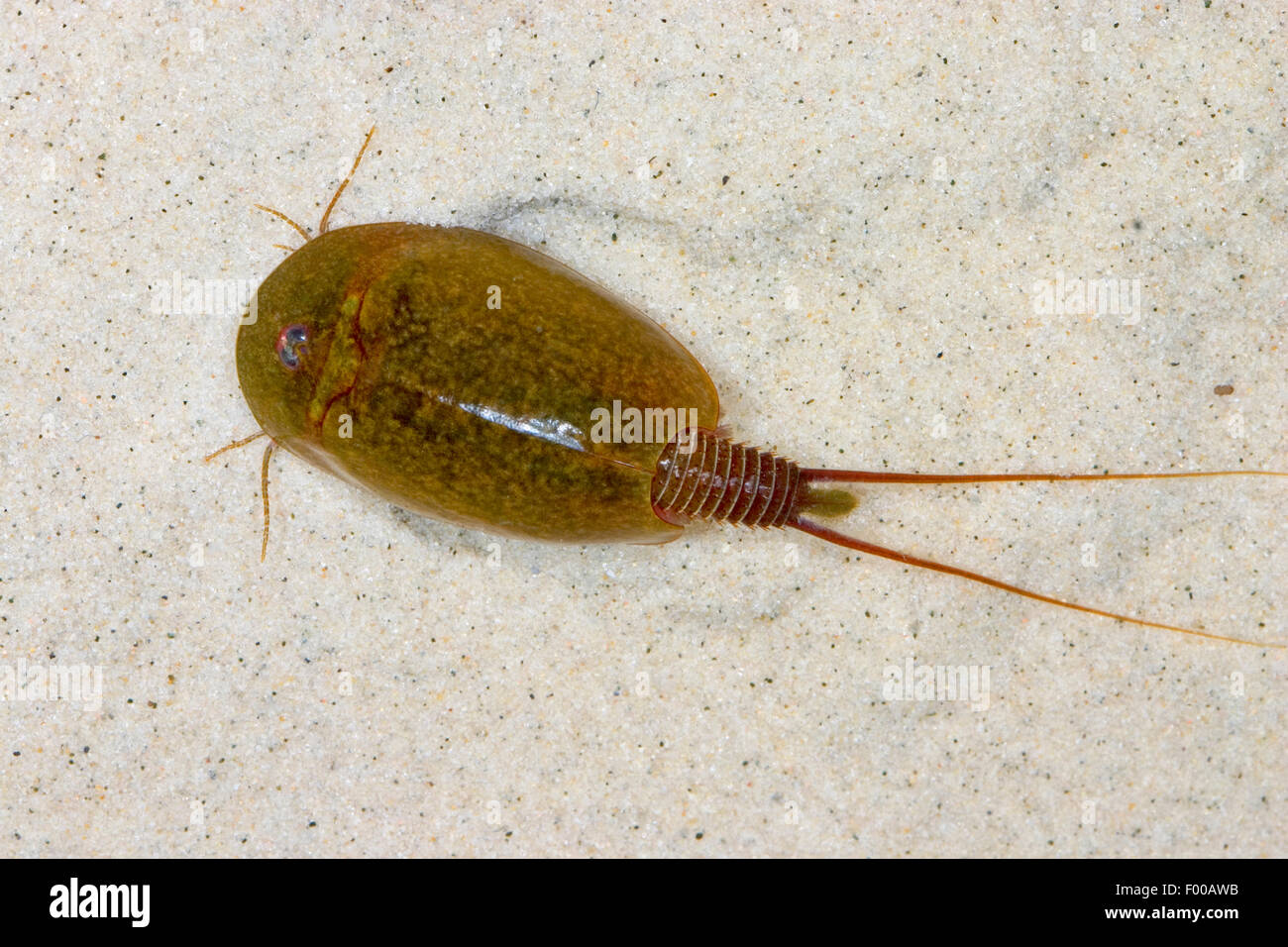 Tadpole Shrimp (Lepidurus apus, Lepidurus productus), in clear water ...