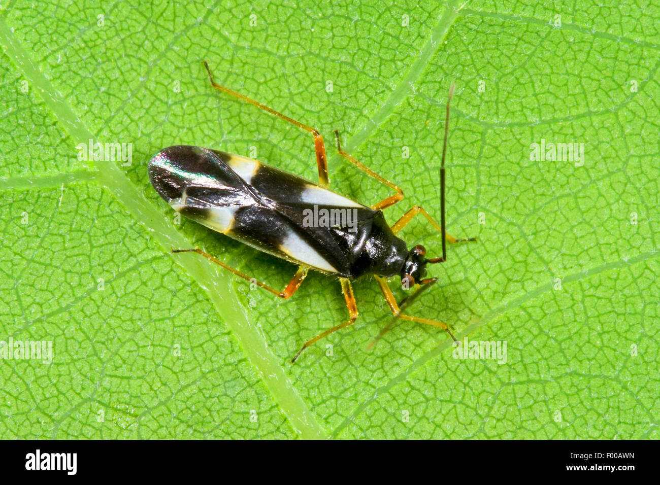 Mirid Bug (Dryophilocoris flavoquadrimaculatus), on a leaf, Germany ...