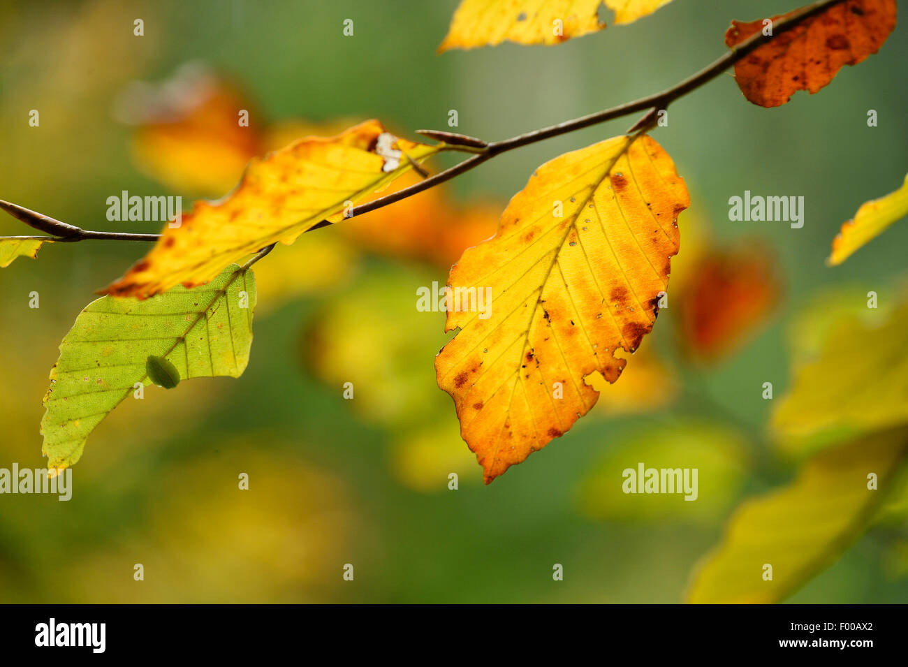 common beech (Fagus sylvatica), beech leaves in autumn, Germany ...