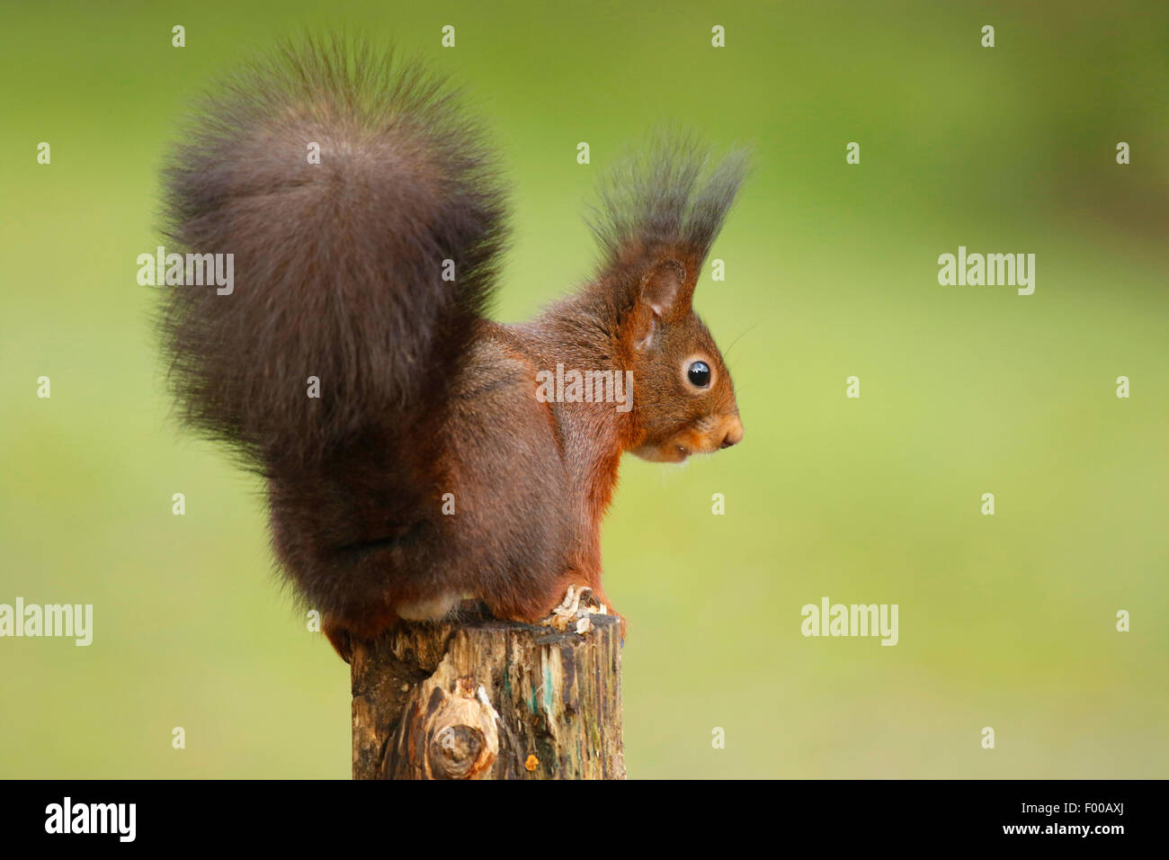 European red squirrel, Eurasian red squirrel (Sciurus vulgaris), on ...