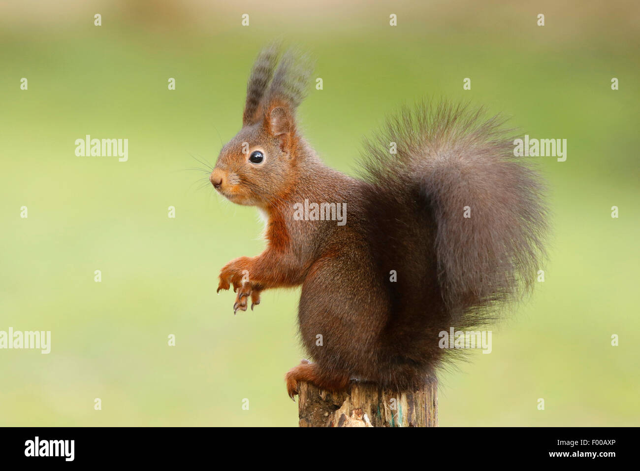 European red squirrel, Eurasian red squirrel (Sciurus vulgaris), on ...