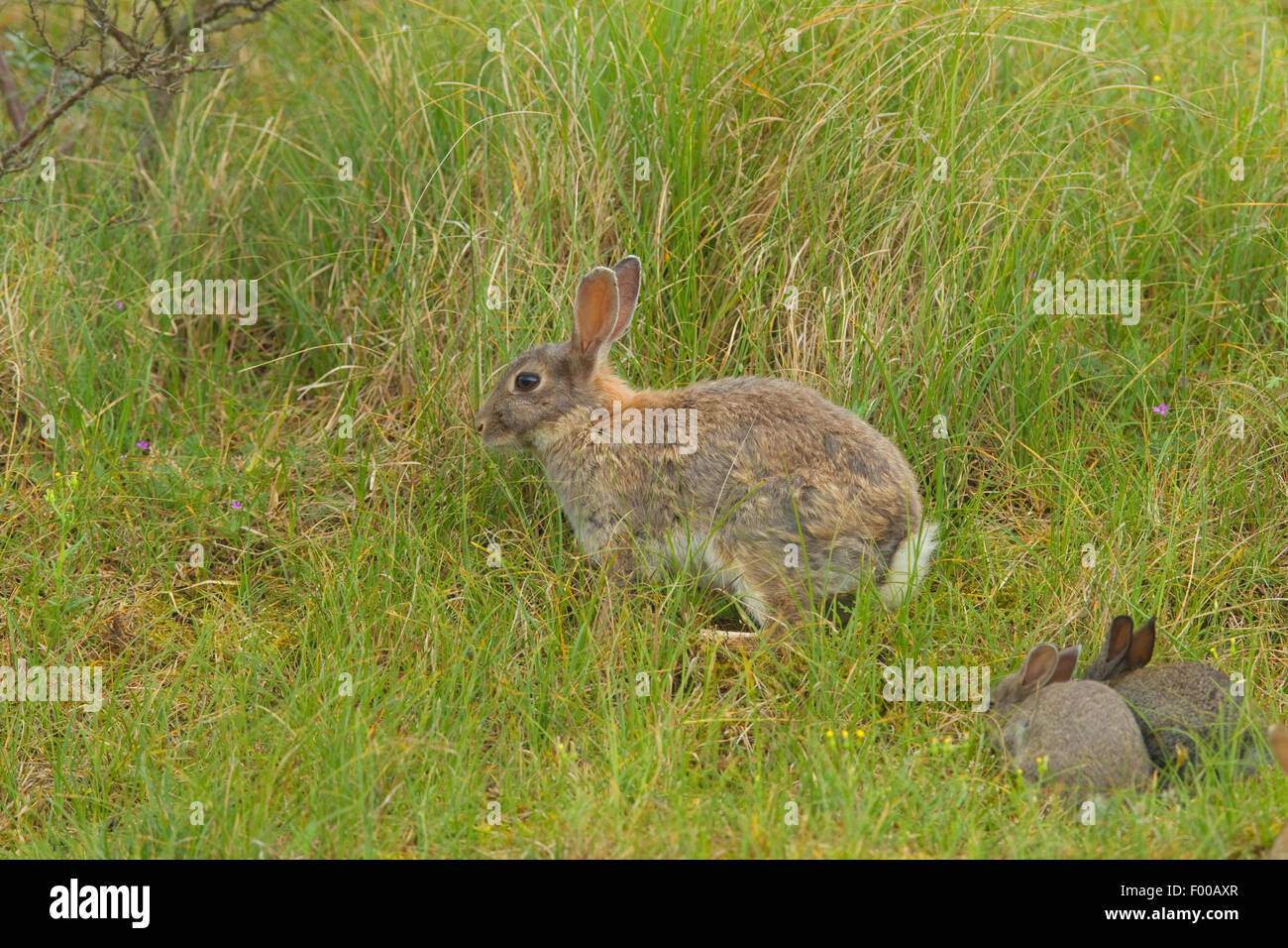 European rabbit (Oryctolagus cuniculus), adult with pups, Netherlands ...