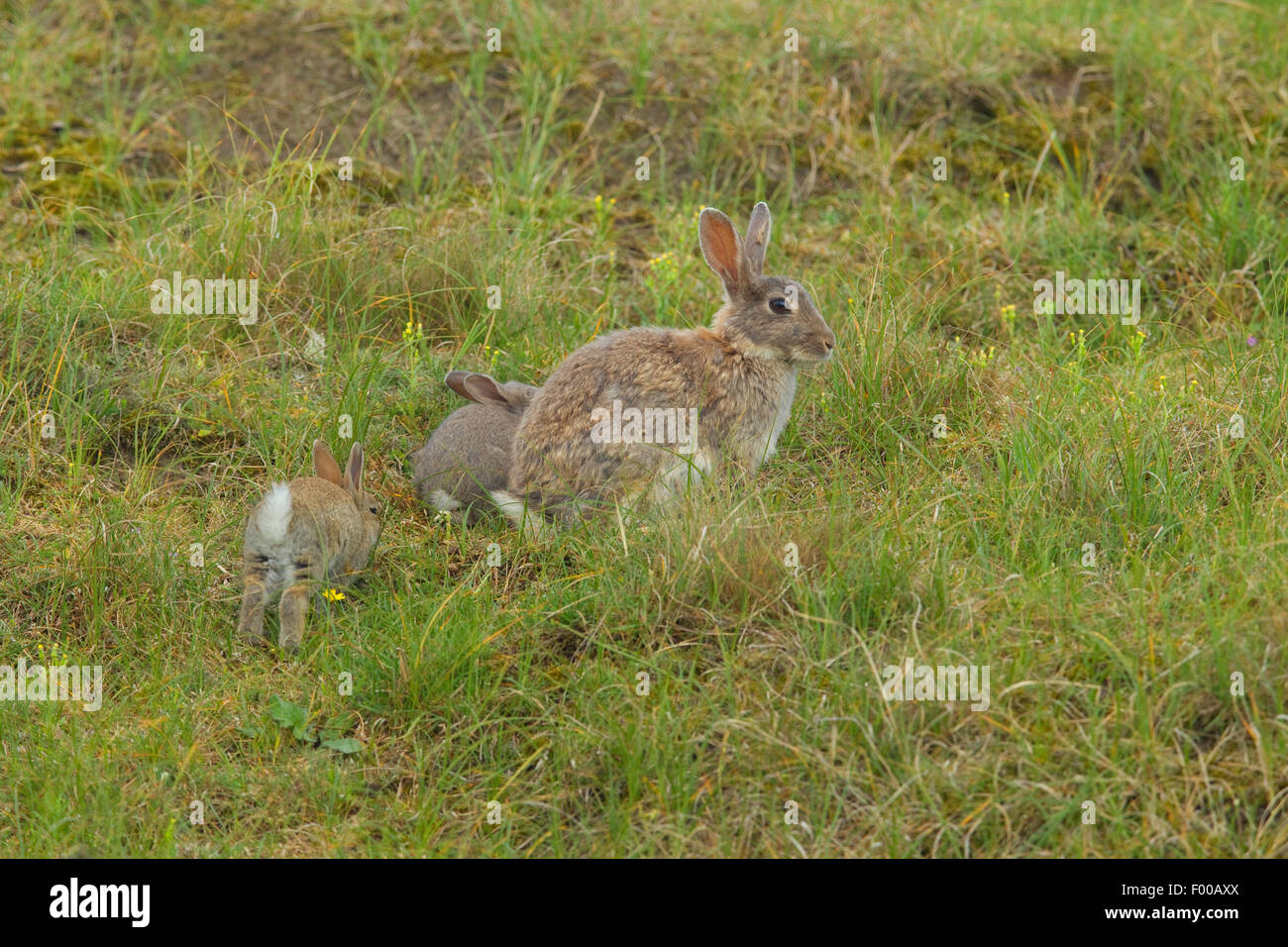 Adult baby rabbits hi-res stock photography and images - Alamy