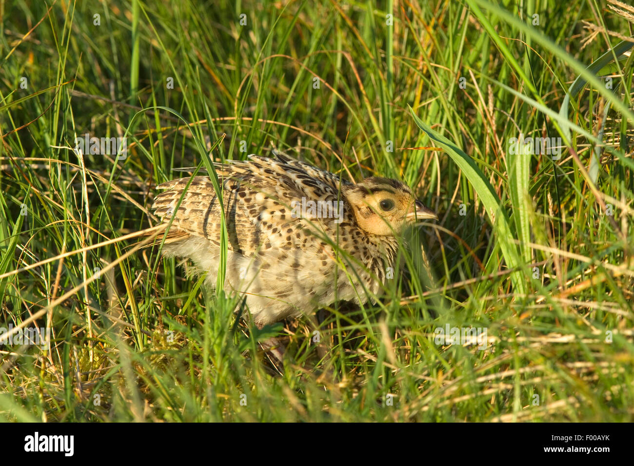 Baby pheasants hi-res stock photography and images - Alamy
