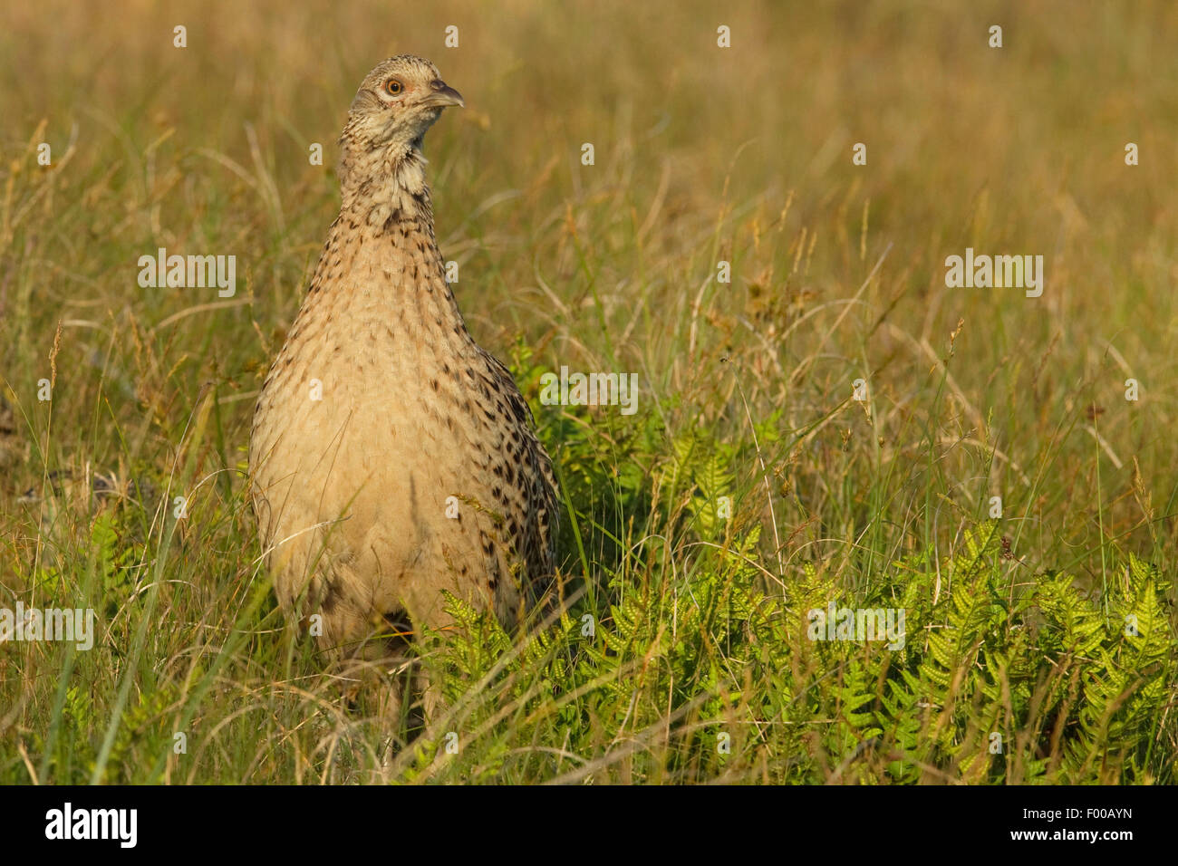 common pheasant, Caucasus Pheasant, Caucasian Pheasant (Phasianus ...