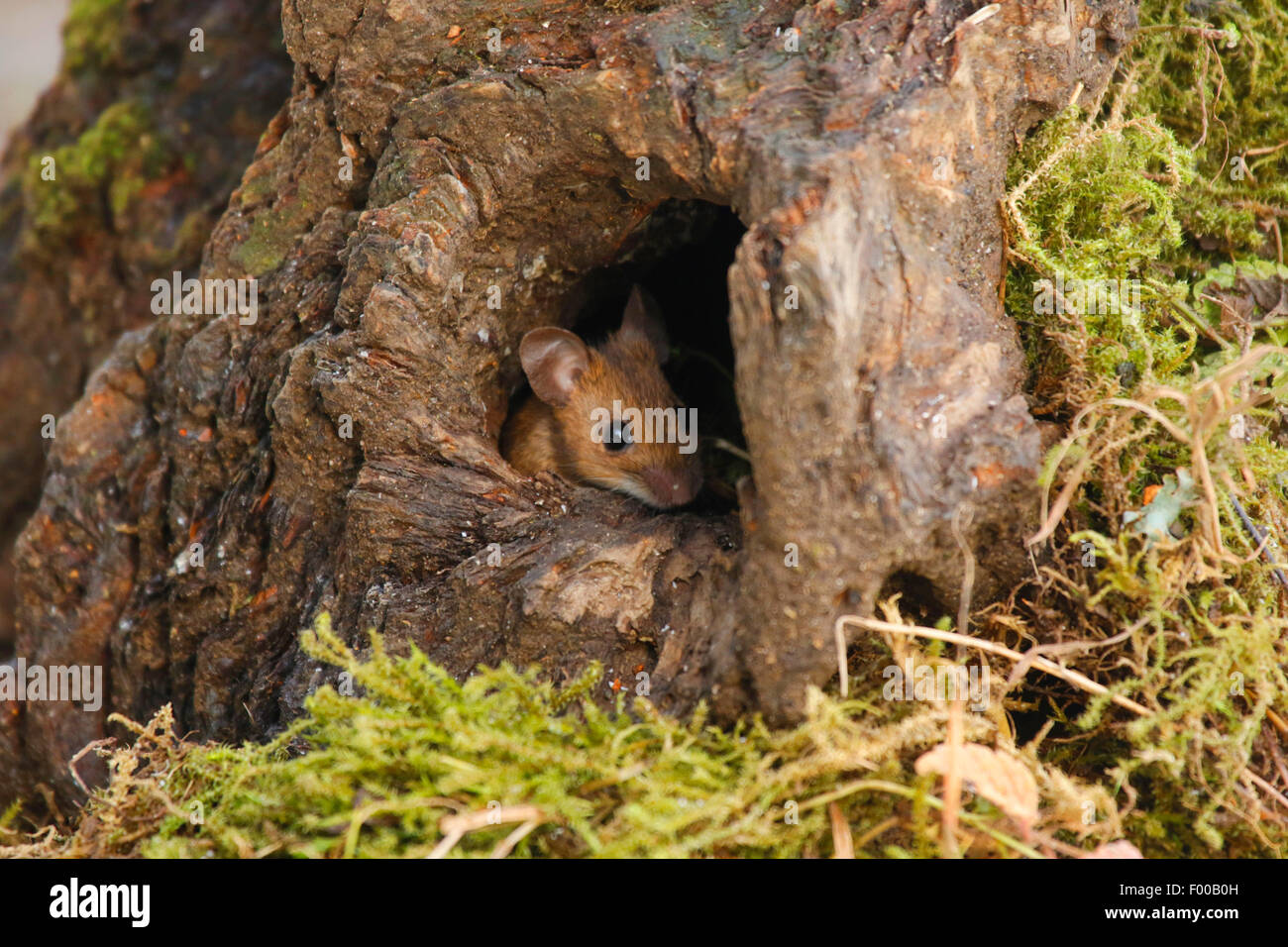 Red tree vole portrait hi-res stock photography and images - Alamy