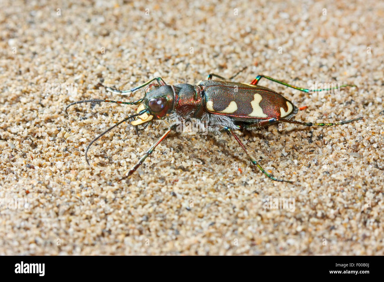 Sand dune patterns insect hi-res stock photography and images - Alamy