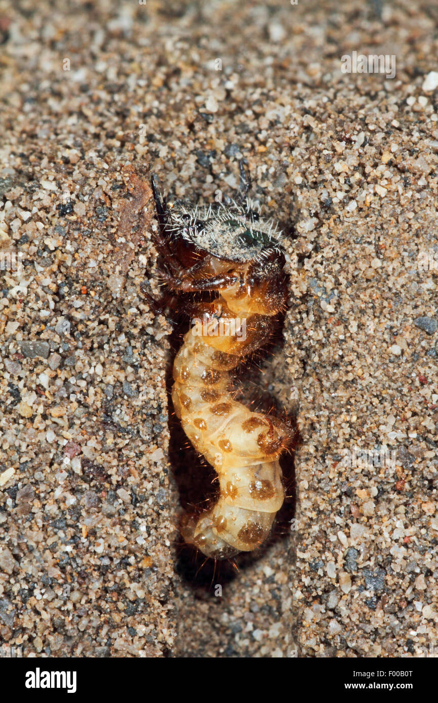 dune tiger beetle (Cicindela hybrida), larva in a tube in the ground ...