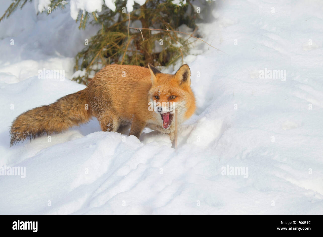 red fox (Vulpes vulpes), aggressive fox in the snow, Germany, North ...