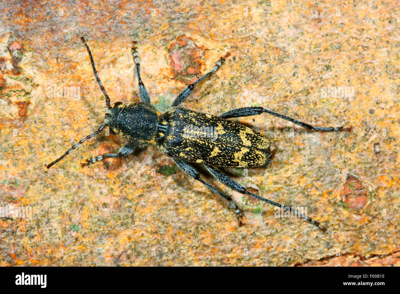 Aspen zebra beetle, Rustic borer (Xylotrechus rusticus, Rusticoclytus ...