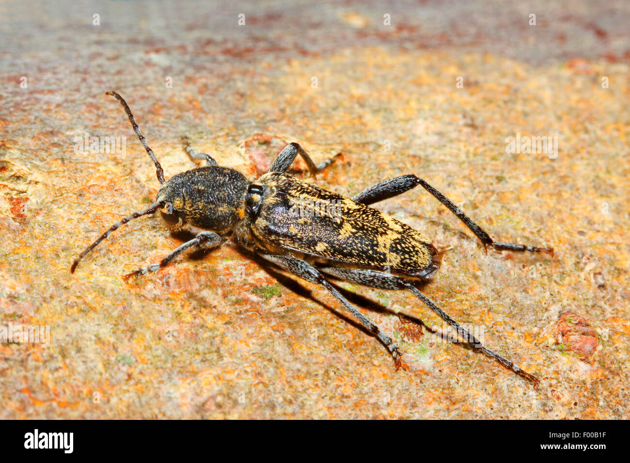 Bark borer beetle hi-res stock photography and images - Alamy