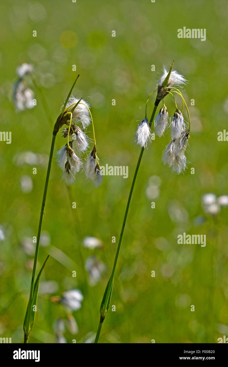 broad-leaved cotton-grass (Eriophorum latifolium), fruiting, Germany ...