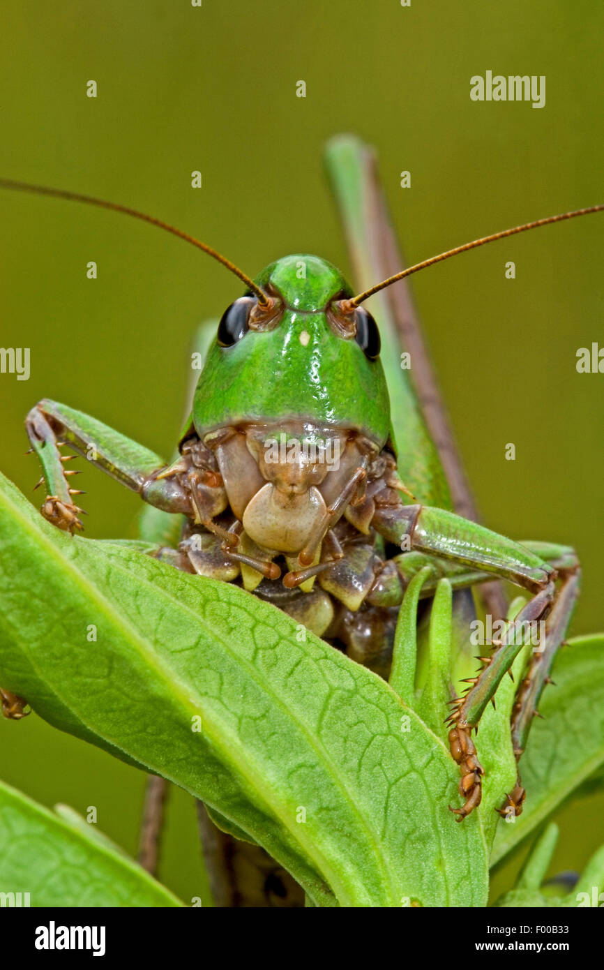 wart-biter, wart-biter bushcricket (Decticus verrucivorus), male ...