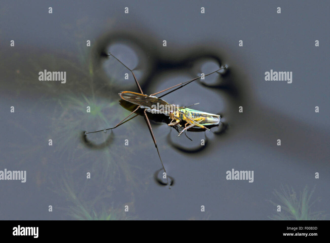 Gerris lacustris pond life hi-res stock photography and images - Alamy