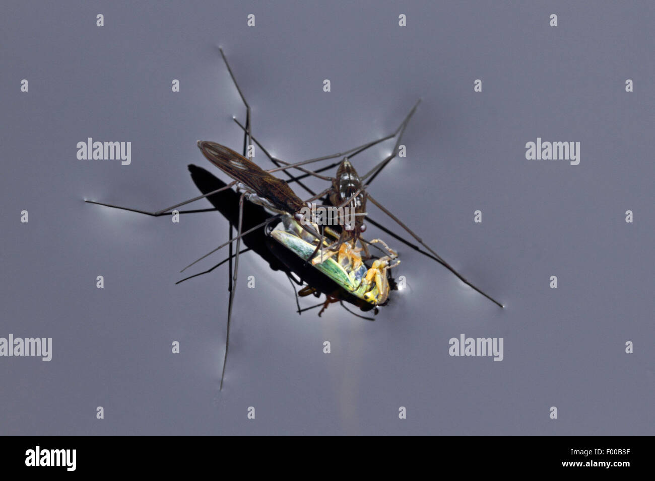 pond skater, water strider, pond skipper (Gerris lacustris), on water ...