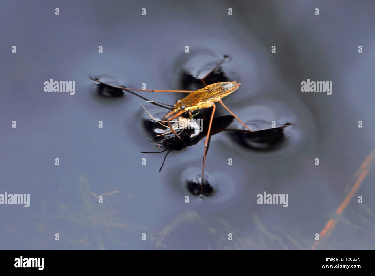 Water strider hi-res stock photography and images - Alamy
