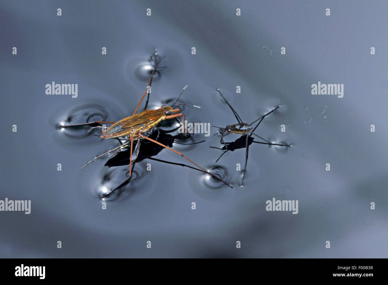 pond skater, water strider, pond skipper (Gerris lacustris), imago and ...