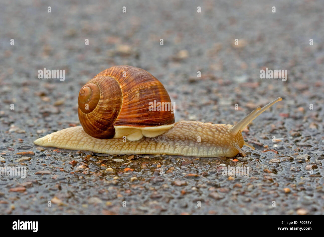 Roman snail, escargot, escargot snail, edible snail, apple snail ...