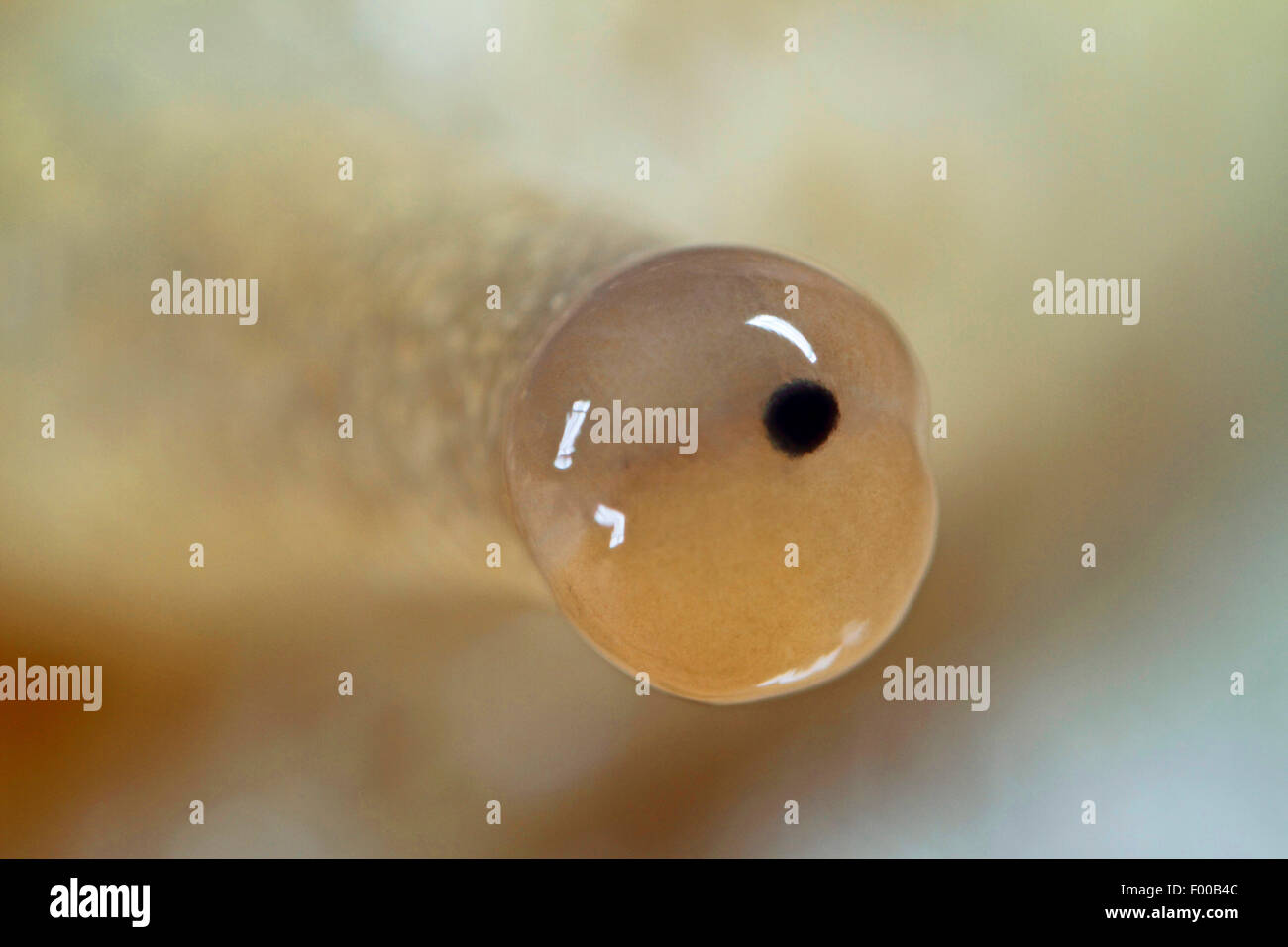 Snails eye view hi-res stock photography and images - Alamy