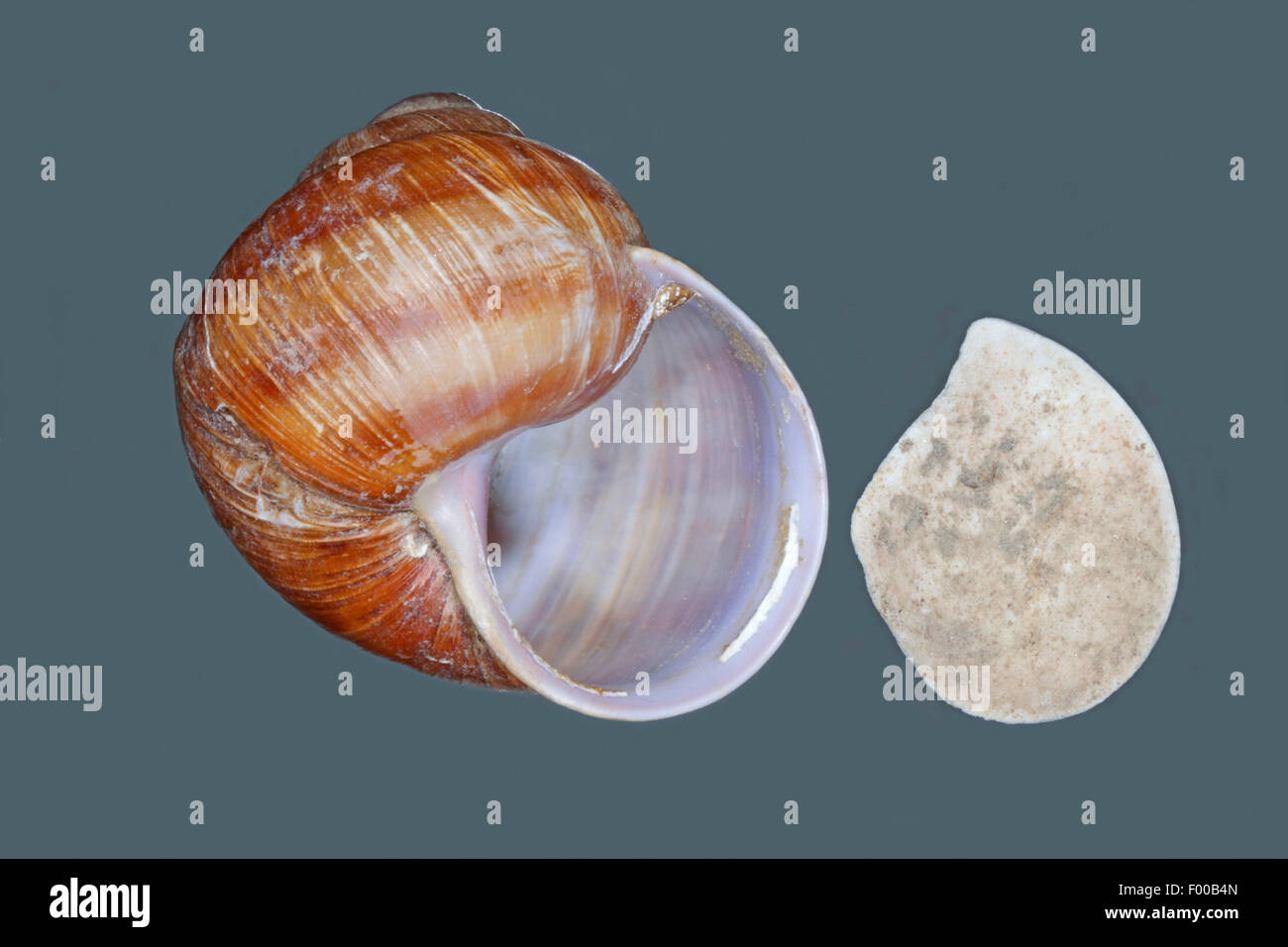 Roman snail, escargot, escargot snail, edible snail, apple snail ...