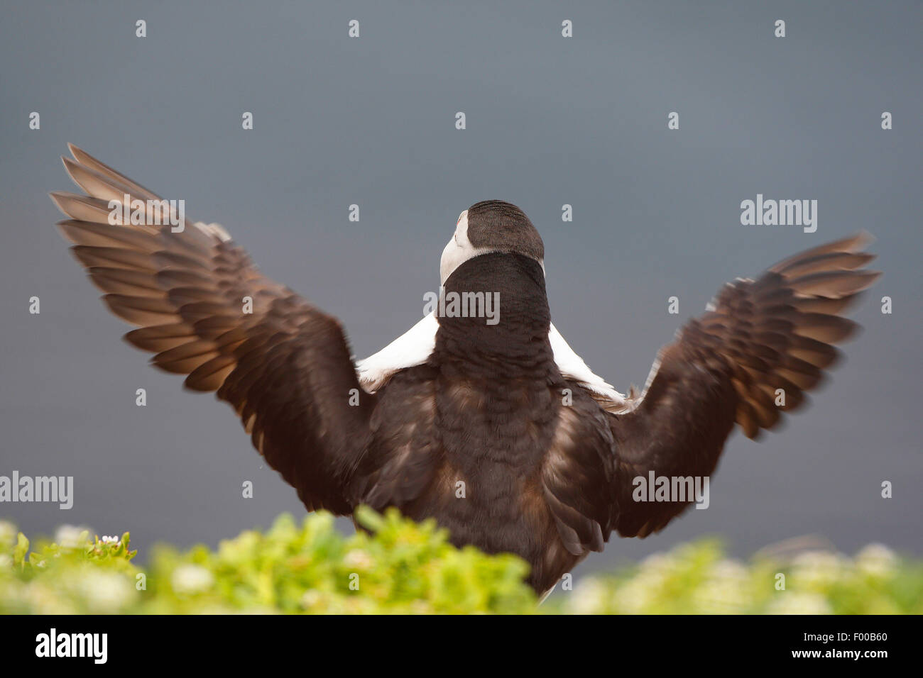 Atlantic puffin, Common puffin (Fratercula arctica), with outstretched ...