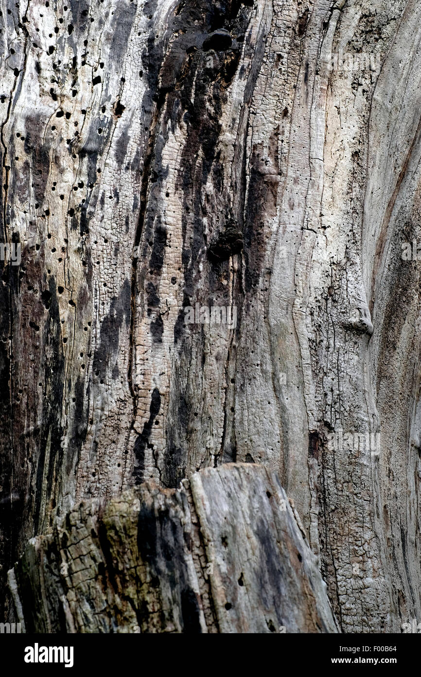 A close-up view of a dead tree Stock Photo - Alamy