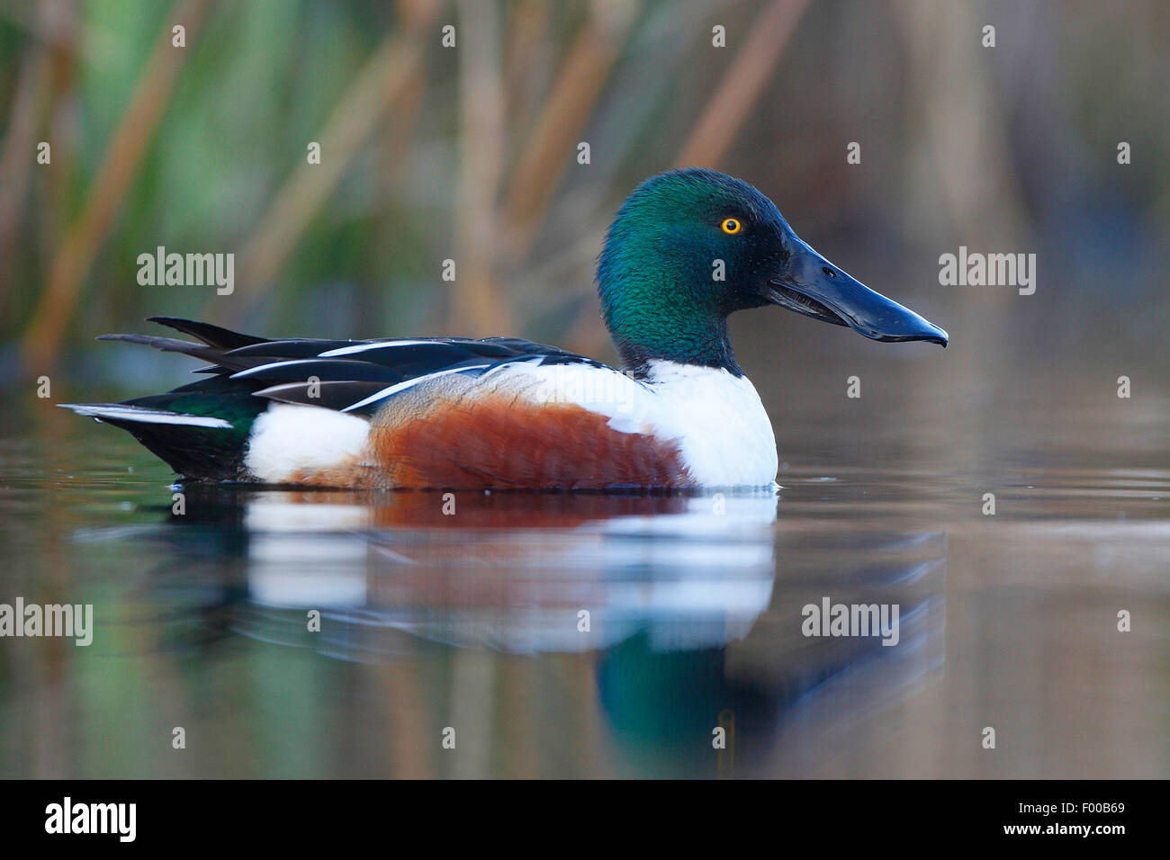 Shoveller duck hi-res stock photography and images - Alamy
