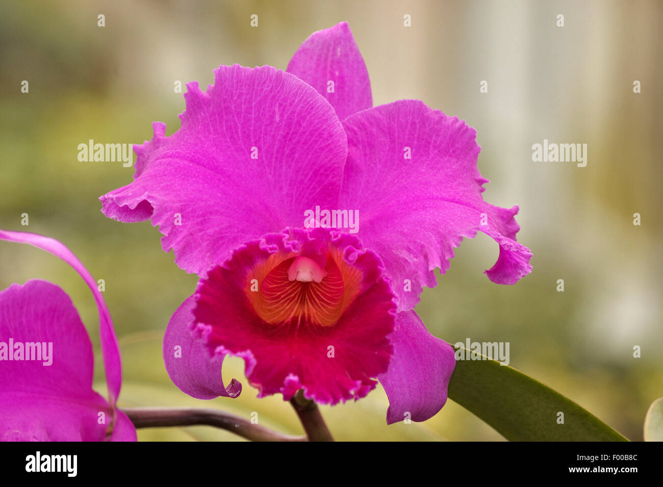 Cattleya orchid (Cattleya Bonanza Hilda, Cattleya 'Bonanza Hilda ...