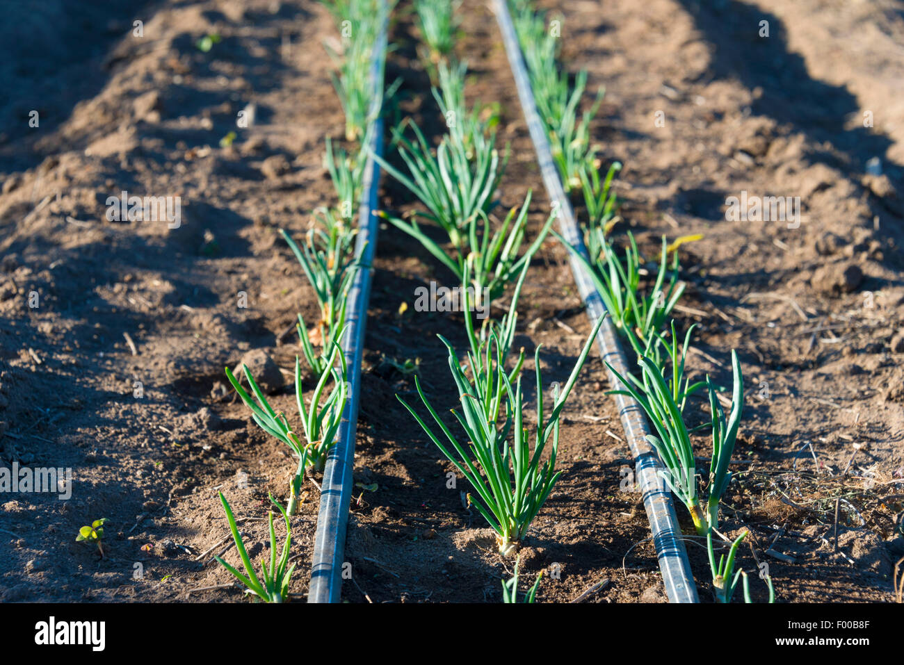 Drip irrigation africa hi-res stock photography and images - Alamy