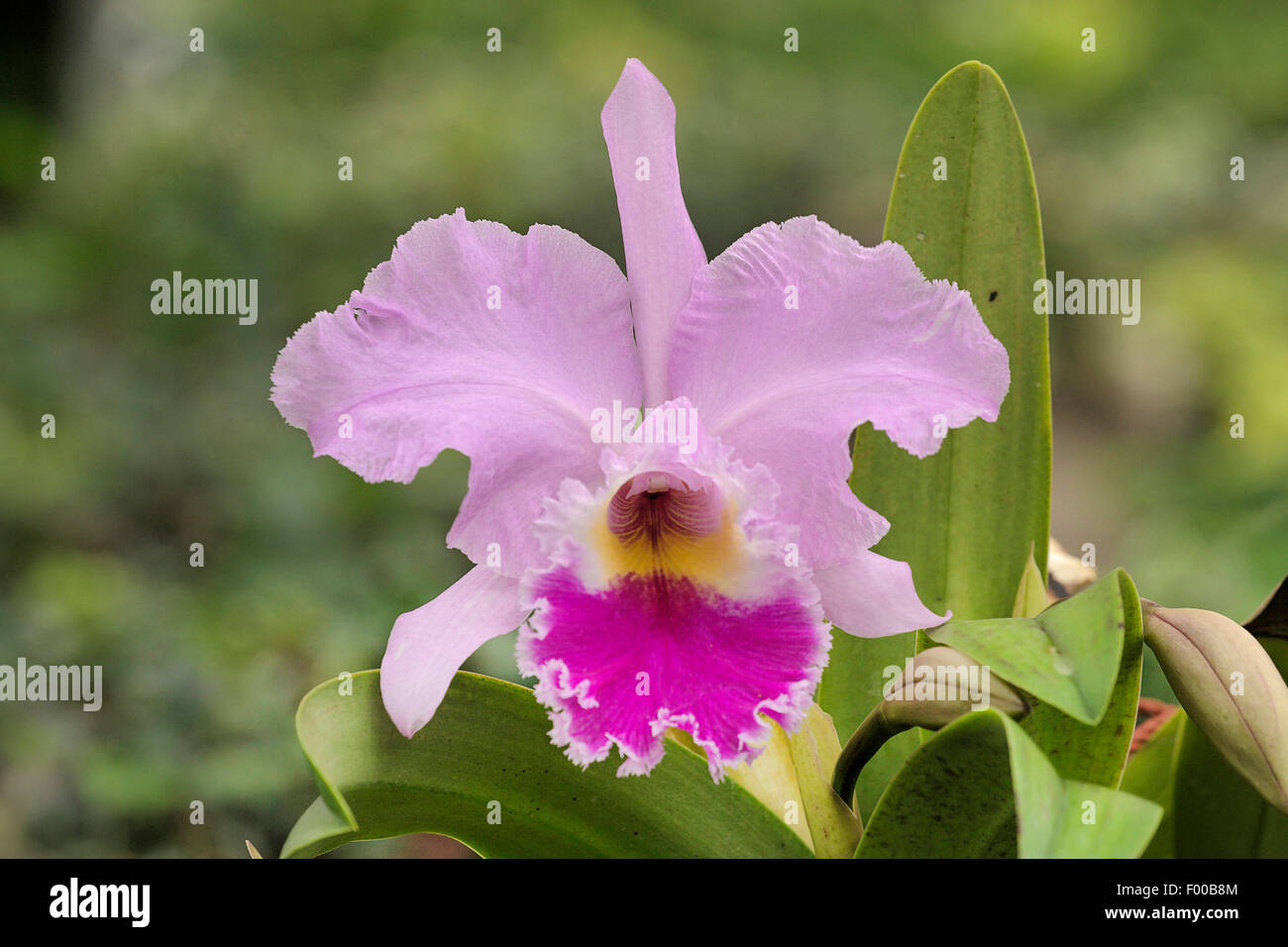 Cattleya orchid (Cattleya spec.), flowers Stock Photo - Alamy