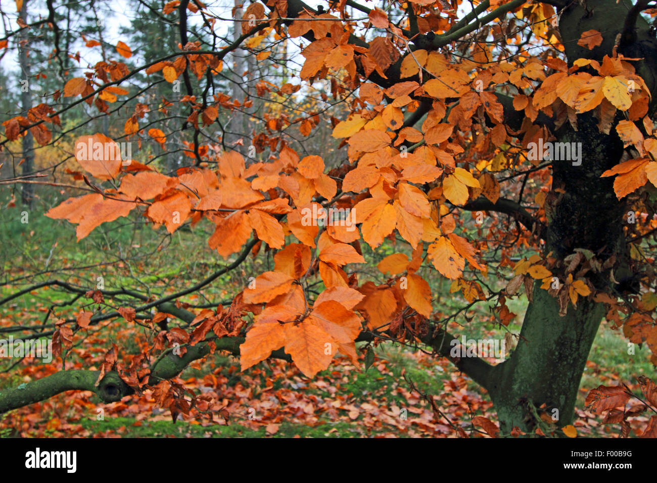 common beech (Fagus sylvatica), twigs with autumn leaves, Germany Stock ...
